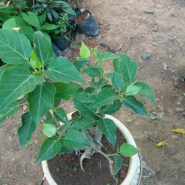 Bangalore Agrico | Shop: Buy online – Delivery across India